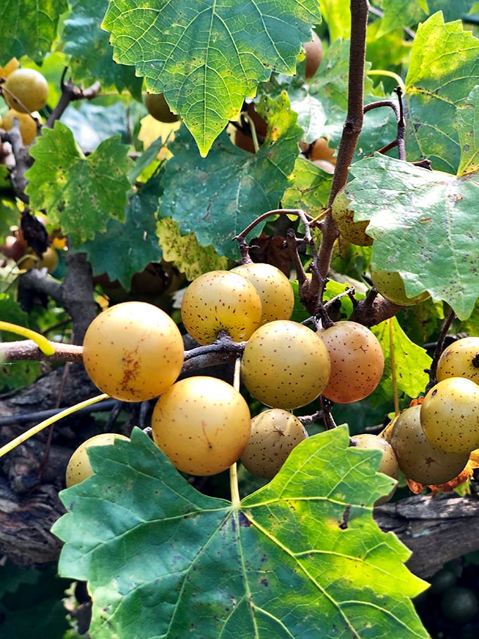 Muscadine clusters hanging like nature's chandeliers&mdash;proof that Southern grapes can be just as photogenic as their European cousins.