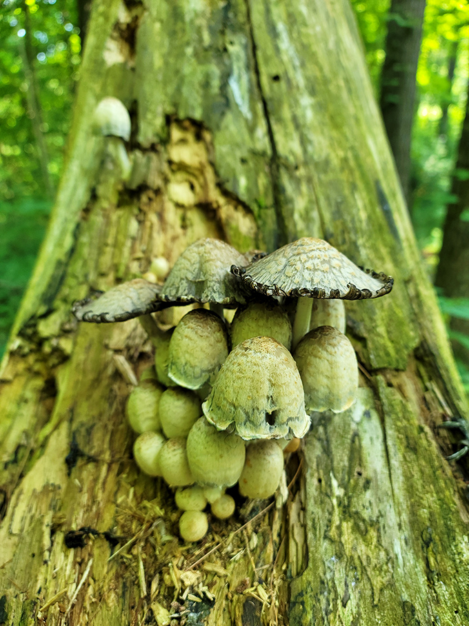 Forest floor fungus creates tiny umbrella cities that would make any fairy tale enthusiast stop and stare respectfully.