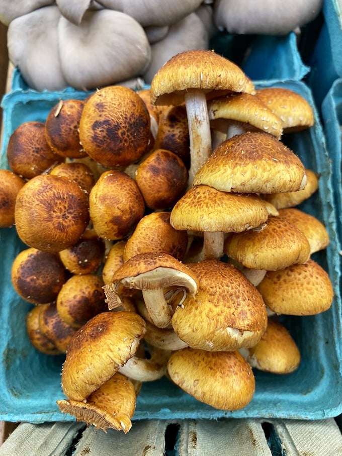 Fresh mushrooms display nature's earthy treasures, perfect for elevating any home chef's culinary game plan.