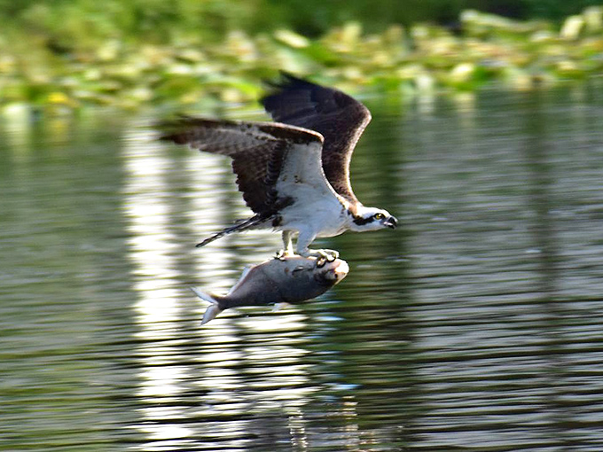 An osprey snatches dinner from the St. Johns River with the precision of a seasoned fisherman minus the tackle box.