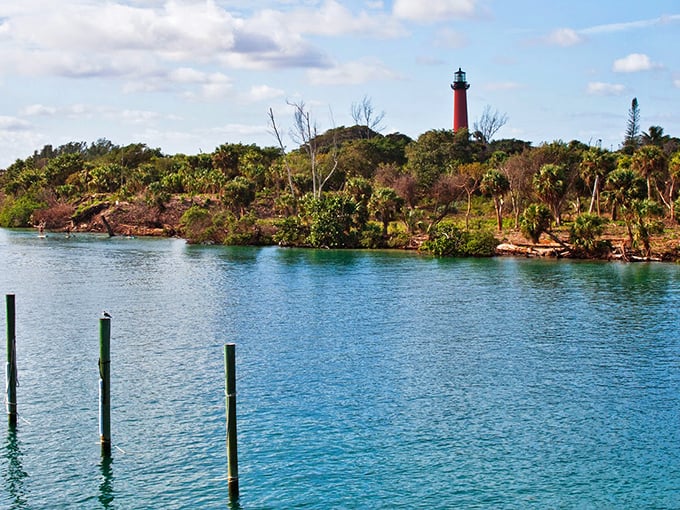 Branches frame the view like nature's own viewfinder, capturing the lighthouse in all its towering glory against Florida's signature blue sky.