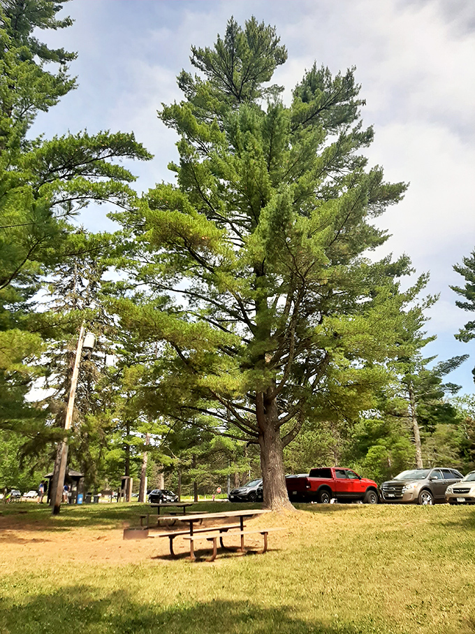 Towering pines stand guard over the picnic area, their branches reaching skyward as if trying to touch the clouds.