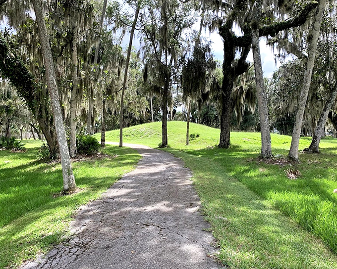 Spanish moss drapes these trees like nature's own interior decorator, creating a cathedral-like path through living history.