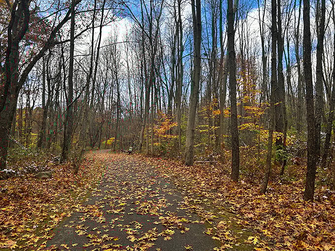 Autumn's confetti carpets this winding trail. Nature's red carpet invites you deeper into the woods with each step.