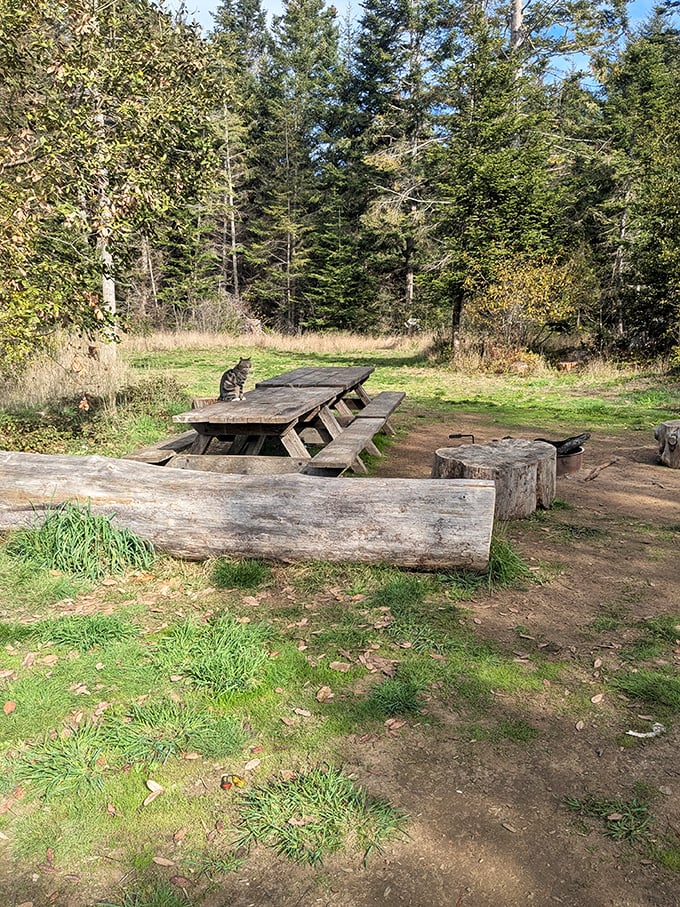 This rustic picnic area comes with a feline supervisor who seems to have mastered the art of work-life balance.
