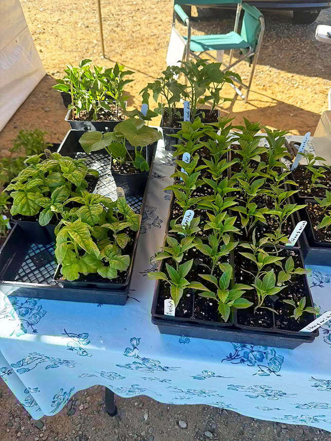 Tomorrow's garden starts here. These seedlings promise months of fresh herbs and vegetables for the price of one restaurant salad.