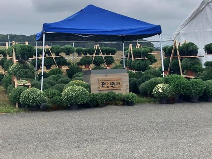 A pop-up plant nursery brings a touch of green to the market. "Pot-A-Patch" offers instant gardening gratification for those lacking patience.