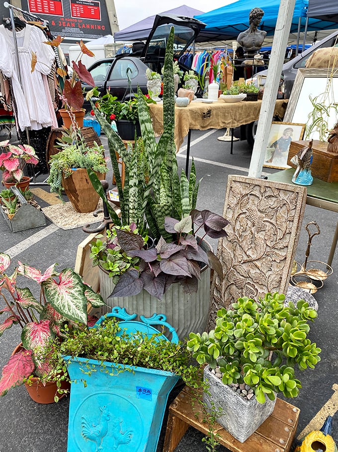 Succulents and snake plants bring life to vintage planters. That blue rooster planter has probably outlived several generations of actual roosters!