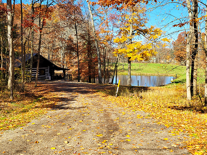 Autumn's golden palette transforms this pond scene into a painting so perfect you'd swear Bob Ross himself had a hand in it.