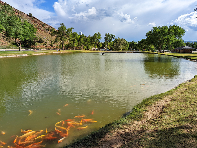 A pond so picturesque it looks Photoshopped, complete with golden fish that appear to be living their best underwater lives.