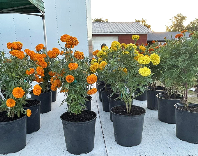 Marigolds standing at attention like tiny orange and yellow soldiers, ready to brighten up your garden battleground.