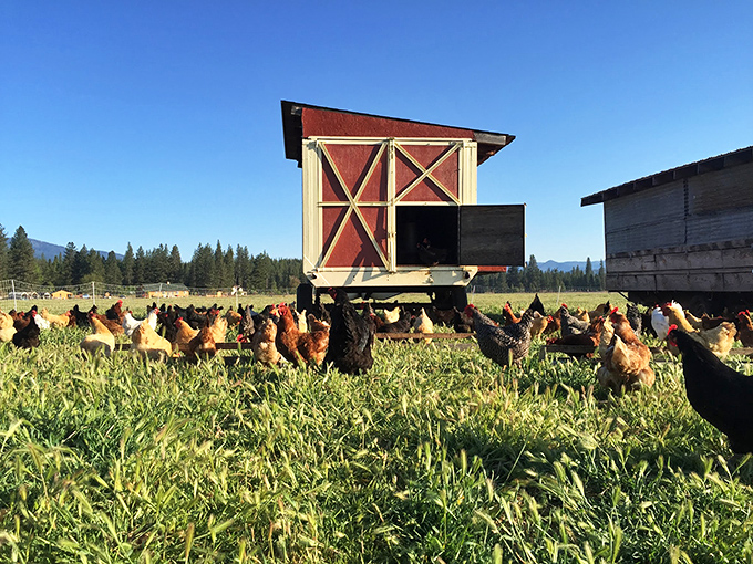 At Rockside Ranch, free-range chickens live their best lives before fulfilling their culinary destiny&mdash;farm-to-table in its truest form.