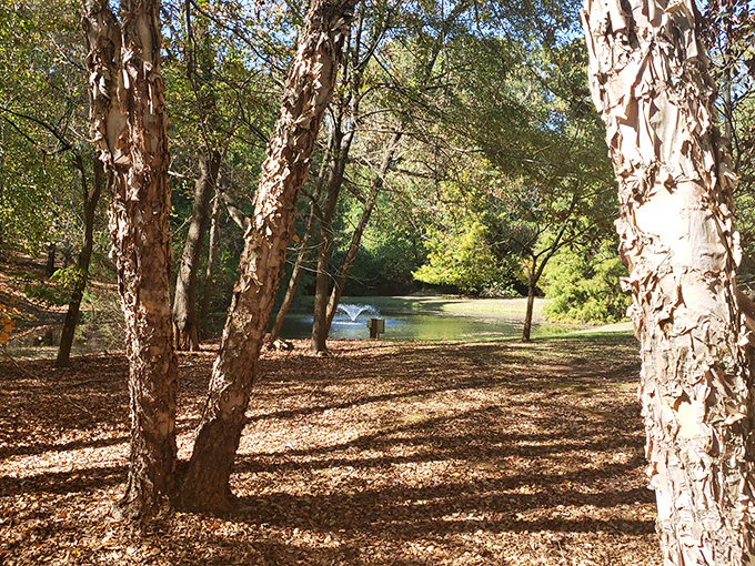 Round Bowl Spring Park's dappled sunlight filtering through trees creates nature's own cathedral, complete with leaf-confetti and squirrel congregants.