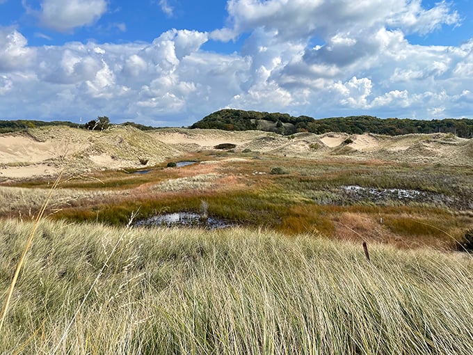 Natural areas showcasing Michigan's wild side without requiring bear spray or survival training courses.