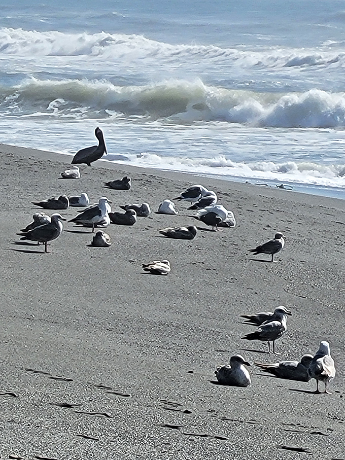 Beach committee meeting in progress. That pelican clearly serving as chairbird while the gulls pretend to listen to today's agenda.