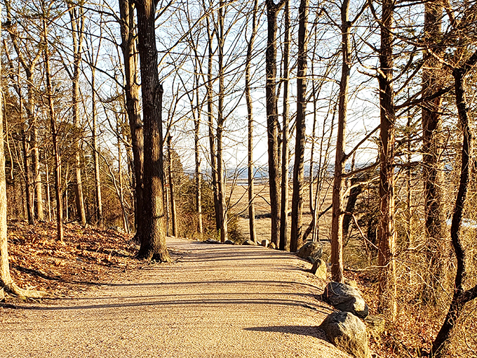 Shoreline Greenway Trail in winter reveals the secret beauty of bare trees, where sunlight plays hide-and-seek between branches.