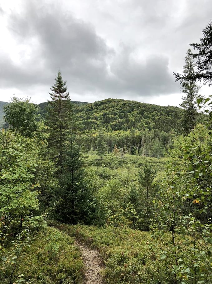 The path less manicured: A gentle trail winding through Spruce Meadow, where cell service fades and conversation mysteriously improves.