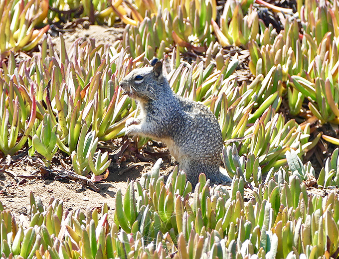 "Just checking if you packed enough snacks!" The local welcoming committee inspects visitors while posing for the perfect wildlife shot.