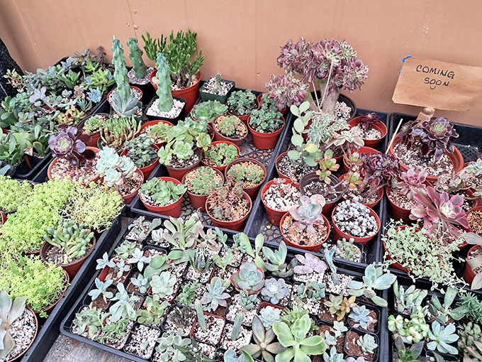 Succulent paradise for plant parents who appreciate greenery that forgives occasional neglect. "Coming soon" promises even more tiny green treasures.