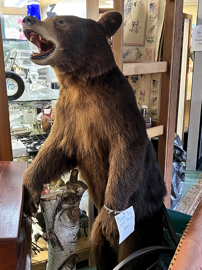 "Please don't pet the bear" &ndash; taxidermy that reminds us of a time when bringing the outdoors inside took a decidedly more permanent approach.