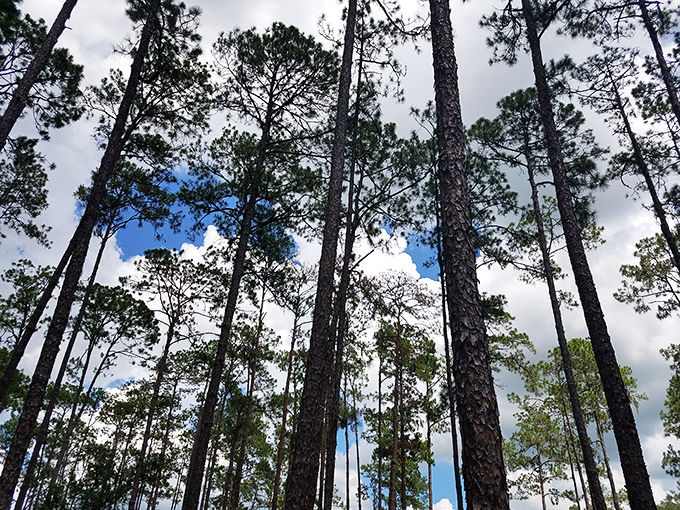 Looking up through the pine forest canopy reveals a patchwork of blue sky &ndash; nature's stained glass window that changes with every breeze.