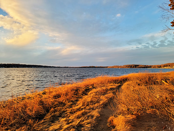 Touisset Marsh glows golden at sunset, transforming ordinary reeds into nature's version of fiber optic lighting&mdash;no electricity bill required.