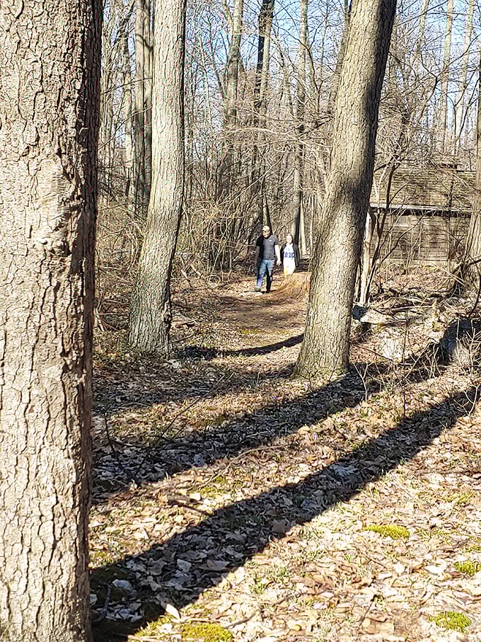 Dappled sunlight creates nature's spotlight on this serene woodland path. The best theaters have no ceilings.