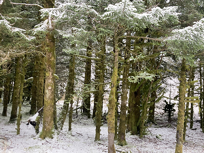 Snow-dusted spruce trees stand like frosted sentinels. In winter, Alaska's forests become nature's most exclusive black-tie event.