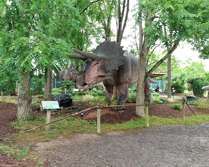 I'm not angry, this is just my face. The Triceratops stands majestically among the trees, sporting the original three-horned look that inspired countless childhood dinosaur obsessions.