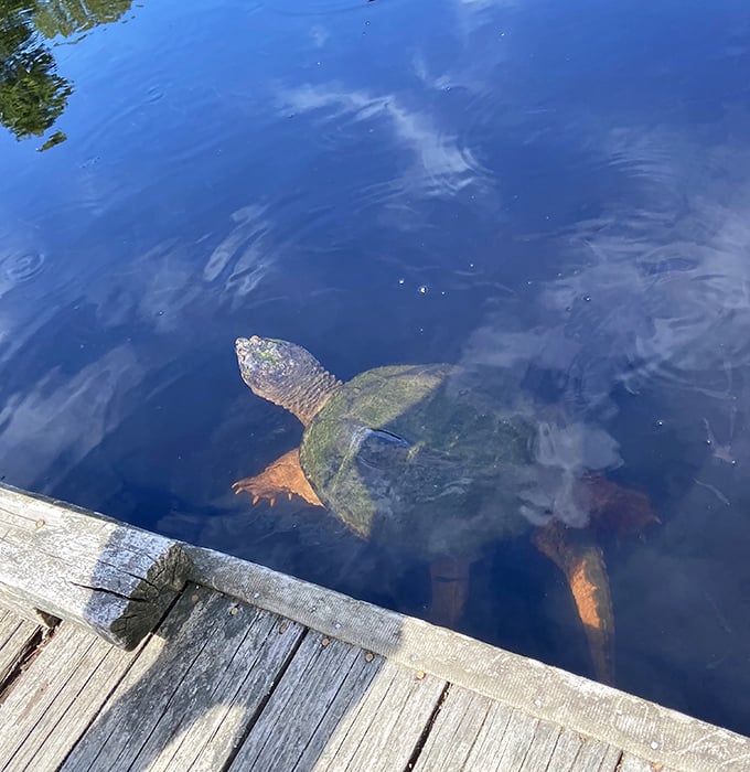 Ancient snapping turtle surfaces like a prehistoric submarine, probably older than your favorite classic rock band.