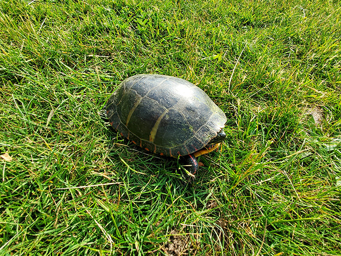 This turtle isn't just crossing the grass&mdash;it's on a mission, possibly contemplating the meaning of life or just seeking the perfect sunbathing spot.