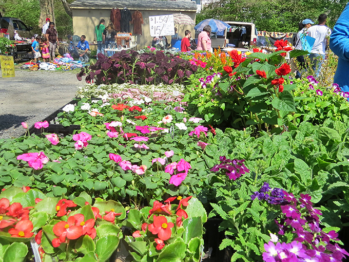 Nature's color palette on full display. These vibrant blooms transform patios and gardens without breaking the bank.