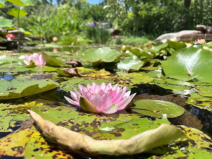 A perfect pink water lily floats like nature's own spa treatment &ndash; the botanical equivalent of taking a deep, calming breath.