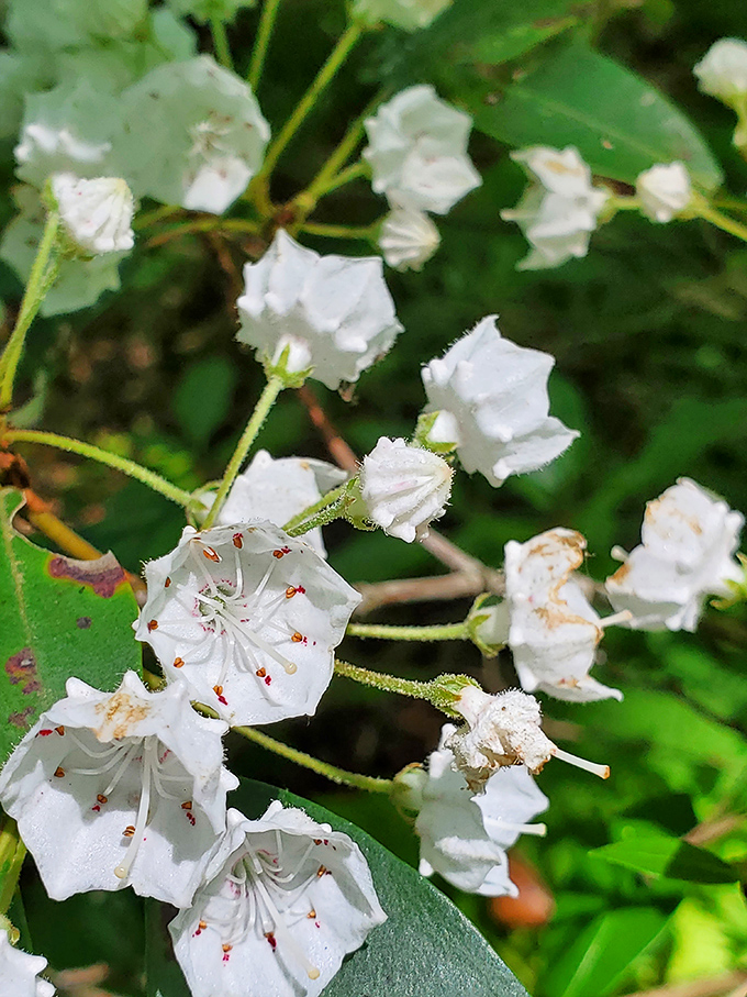White mountain laurel blossoms transform the woodland into nature's version of a wedding reception, minus the awkward toasts.