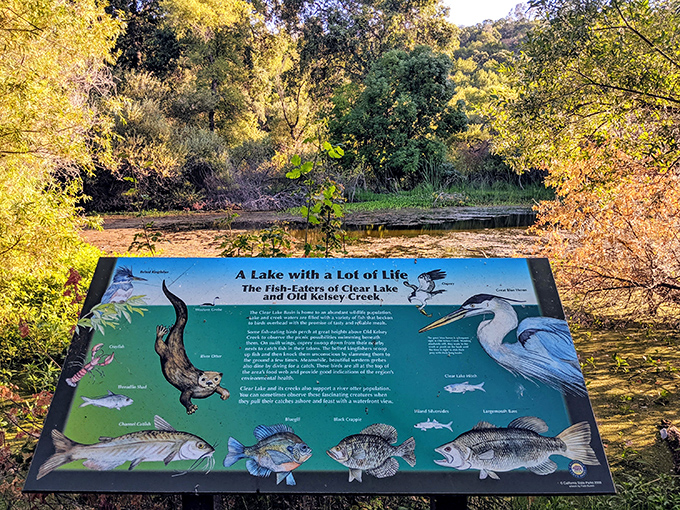 This interpretive sign reveals Clear Lake's underwater soap opera &ndash; fish, otters, and birds all playing their parts in nature's drama.