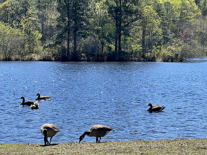 Waterfowl social hour! These geese and ducks are probably discussing the latest lake gossip and best bread-throwing visitors.