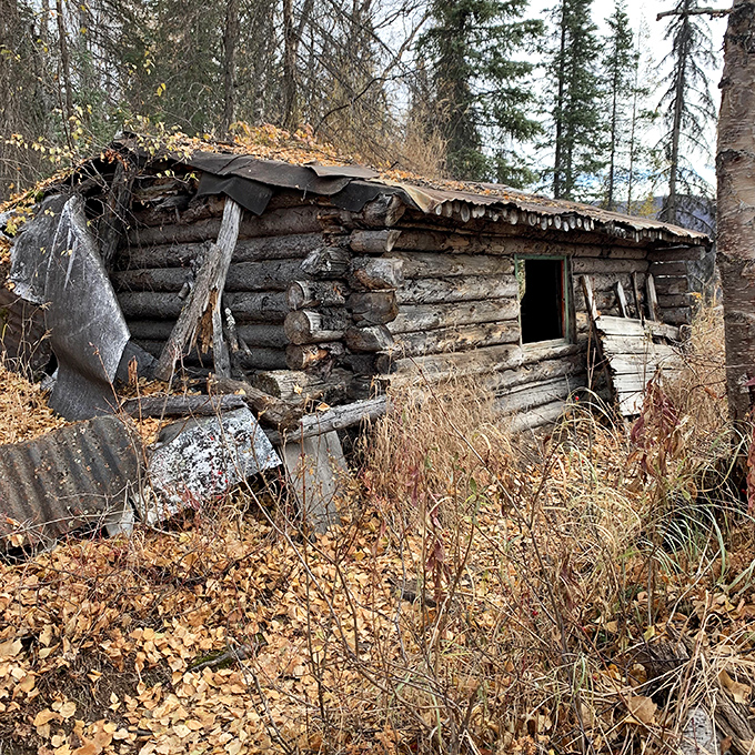 This weathered cabin whispers stories of Alaska's hardy pioneers who found home in these remote woods long before Gore-Tex and GPS.