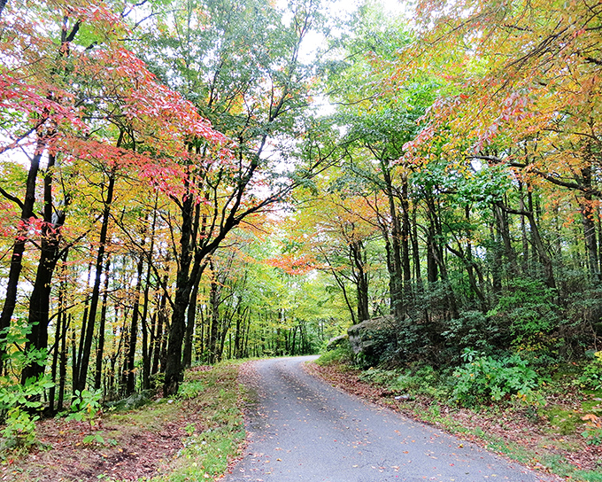 The road curves like a gentle smile through the forest. Each bend reveals another perfect composition that no Instagram filter could possibly improve.