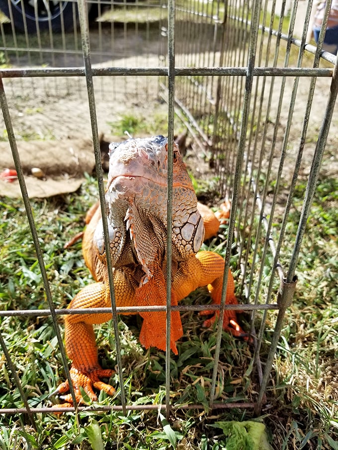I'm ready for my close-up! This magnificent iguana, available for purchase, reminds us that Renninger's sells literally everything under the Florida sun.