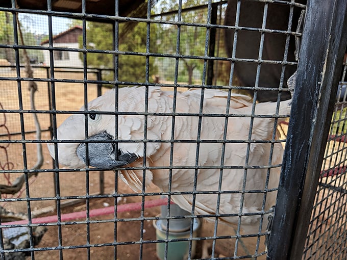This feathered resident seems as curious about visitors as they are about the caverns. "You came all this way to look at rocks?"
