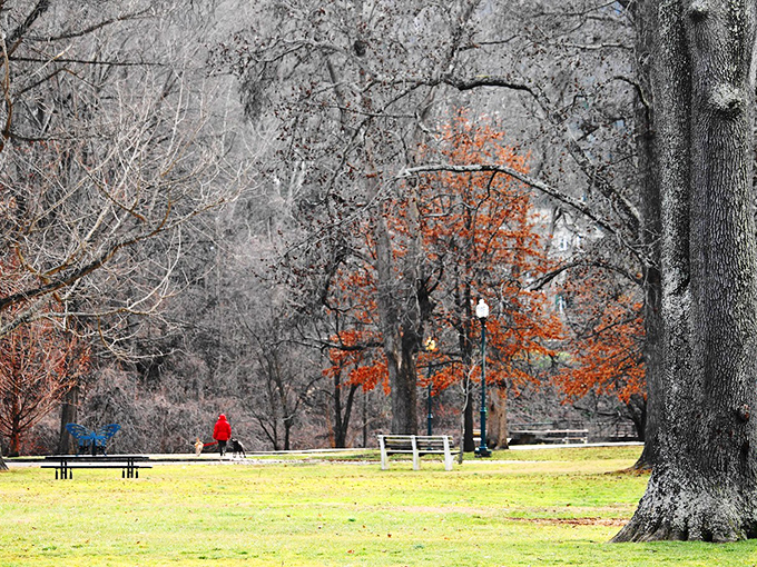 Winter's quiet dignity on display. The selective color highlights autumn's last stand against the approaching chill of West Virginia winter.