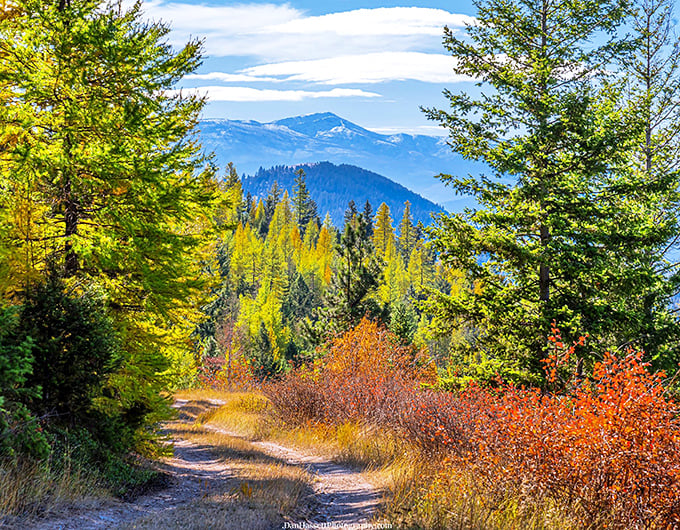 Fall in the Pioneer Mountains paints the landscape in colors so vivid you'd swear Mother Nature hired a Hollywood set designer for the season.