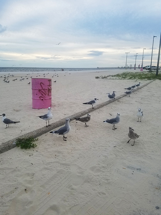 The seagull parliament is now in session! These feathered locals hold daily meetings on the beach to discuss important matters like french fry distribution and tourist behavior.