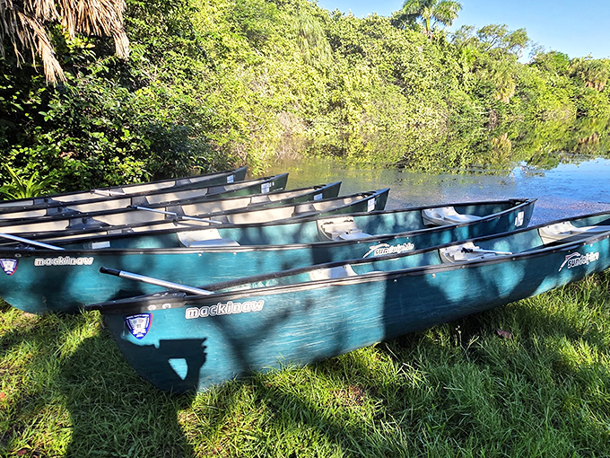 Adventure awaits in these teal vessels, ready to carry explorers through the park's freshwater lagoon on journeys of quiet discovery.
