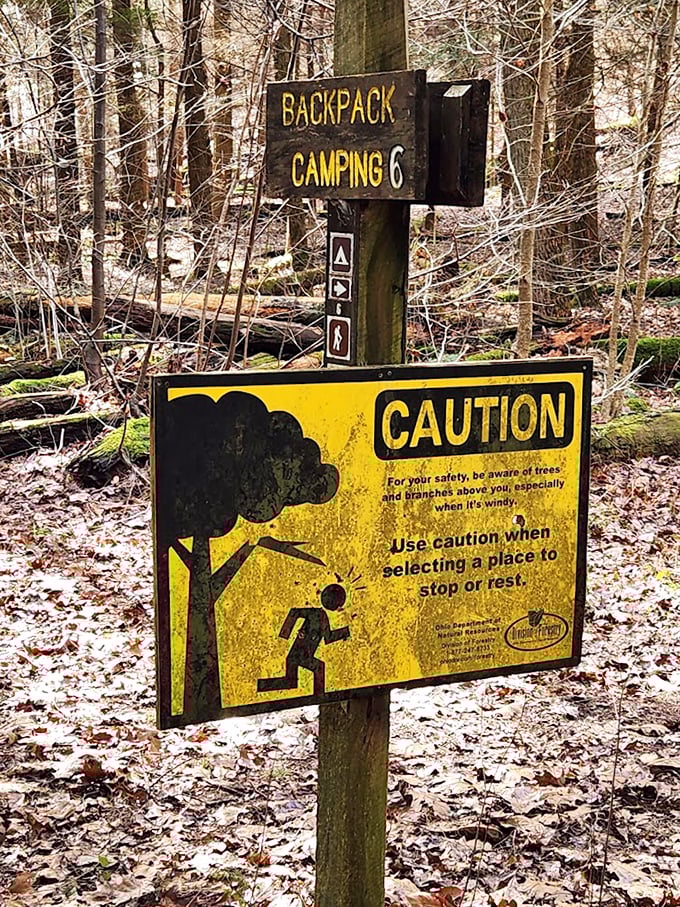 A friendly reminder that Mother Nature deserves your respect. Trees: dropping knowledge (and occasionally branches) since forever.