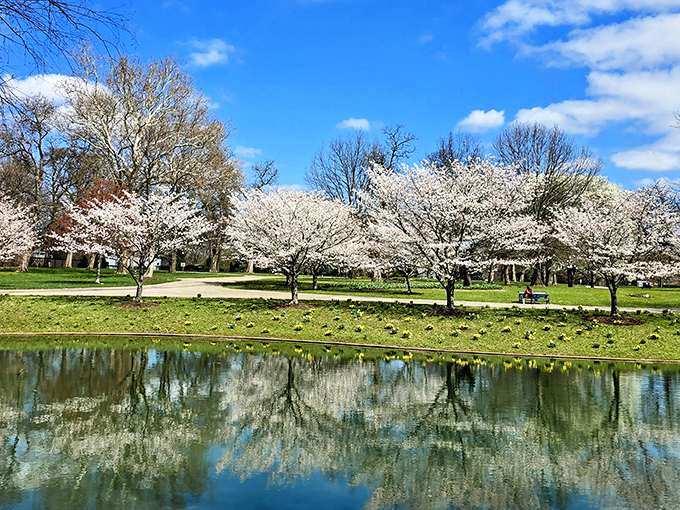Cherry blossoms create nature's snow globe effect. These delicate blooms transform the landscape into a dreamy reflection of spring's finest moment.