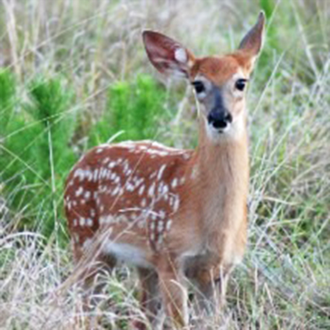 Golden hour transforms the Grade into a scene worthy of a Hollywood film, where every shadow tells a story.