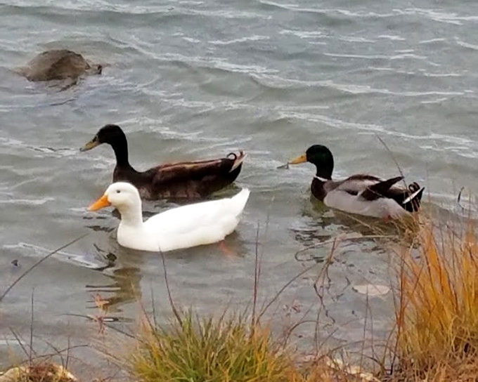 These ducks hold their daily committee meeting on lake management issues. The white one is clearly the chairperson.