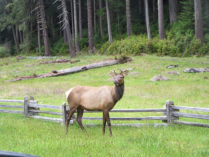 "Excuse me, I live here." Roosevelt elk roam these meadows like they own the place &ndash; because they actually do.