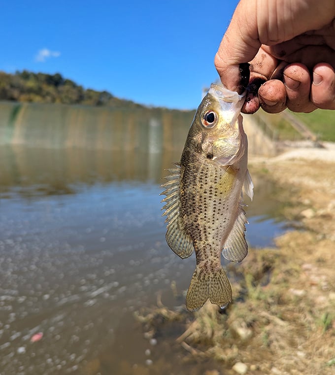 "Caught you looking!" This freshly caught crappie seems as surprised about the situation as the angler was.